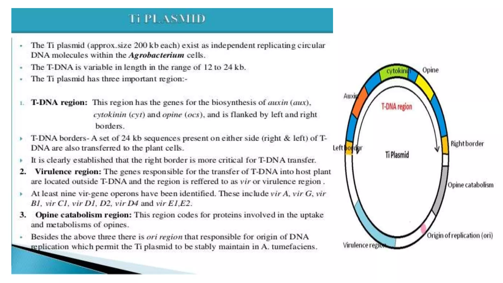 cloning and expression vector in plants | PPTX