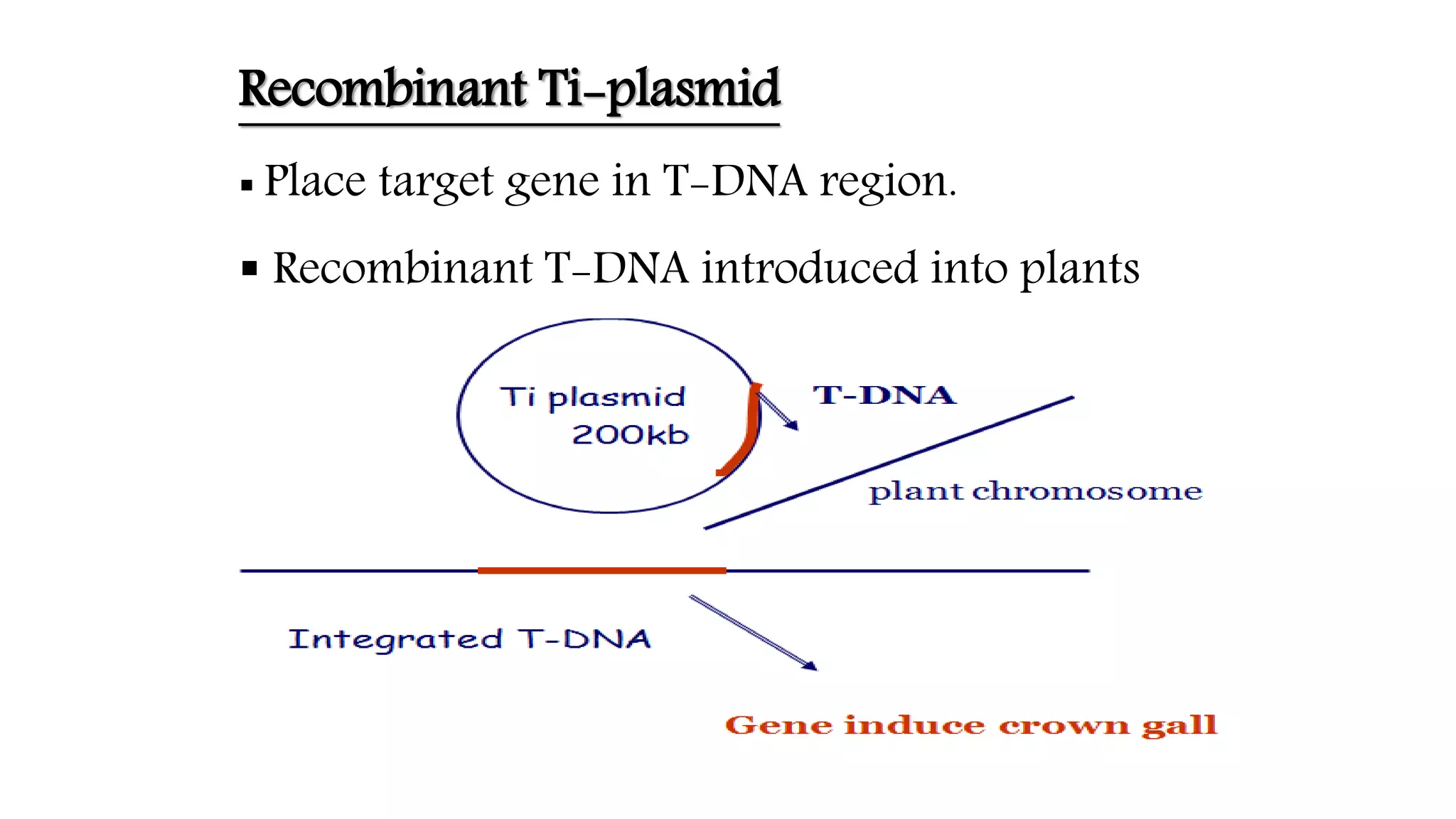 cloning and expression vector in plants | PPTX