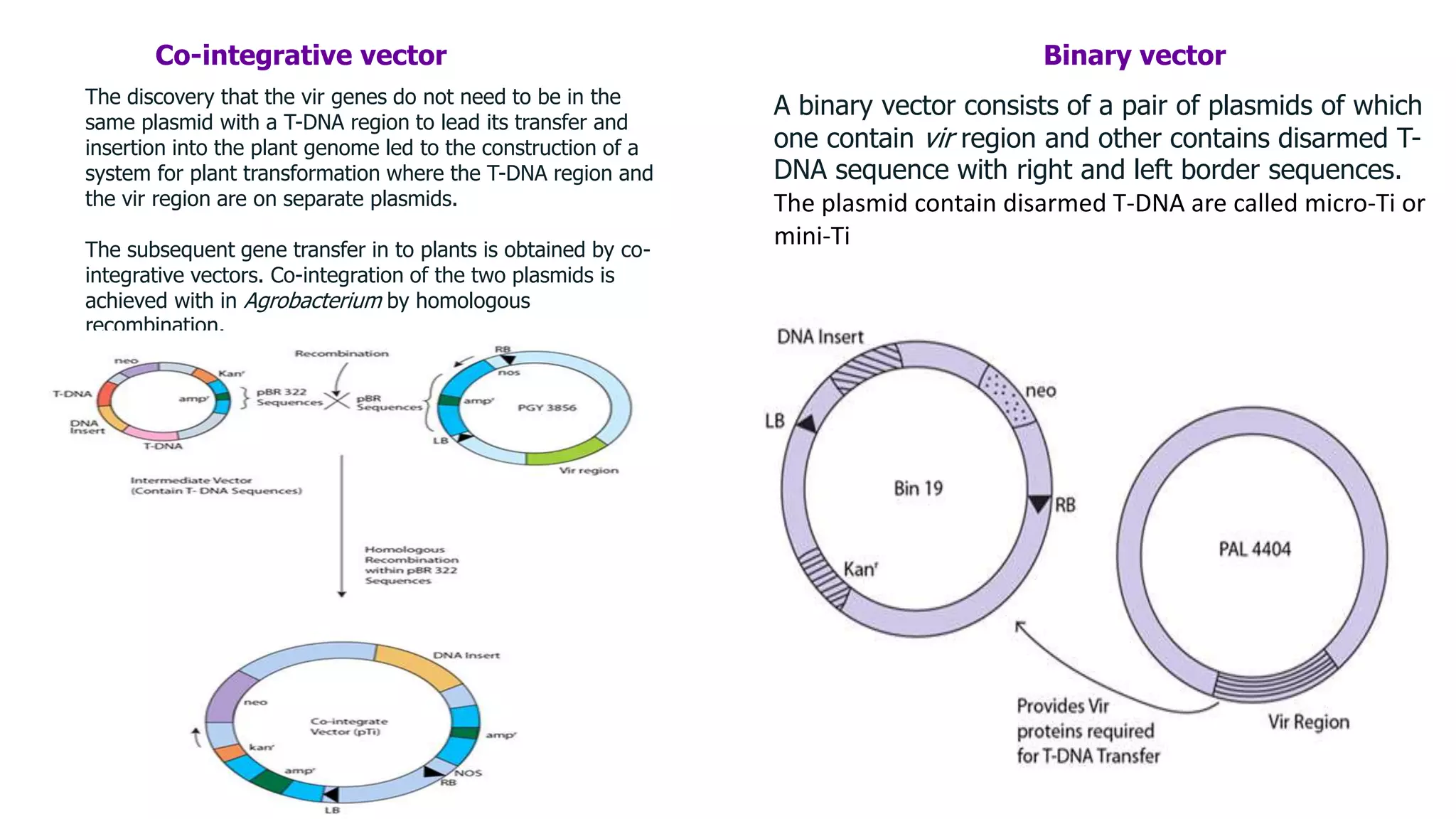 cloning and expression vector in plants | PPTX