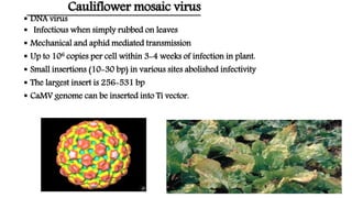 cloning and expression vector in plants | PPTX