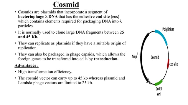 cloning and expression vector in plants | PPTX | Biological Sciences ...