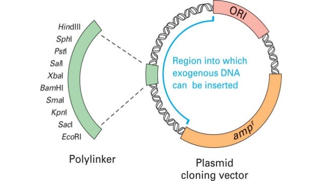 cloning and expression vector in plants