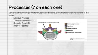 spine_and_pelvis.pptx