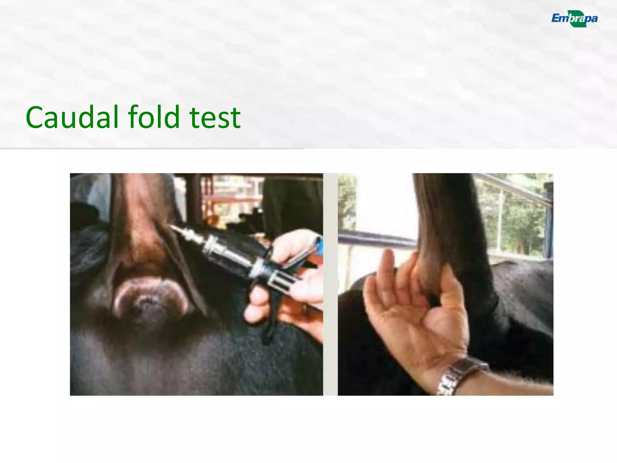 Diagnostic tools to detect pathogens causing tuberculosis in cattle and ...