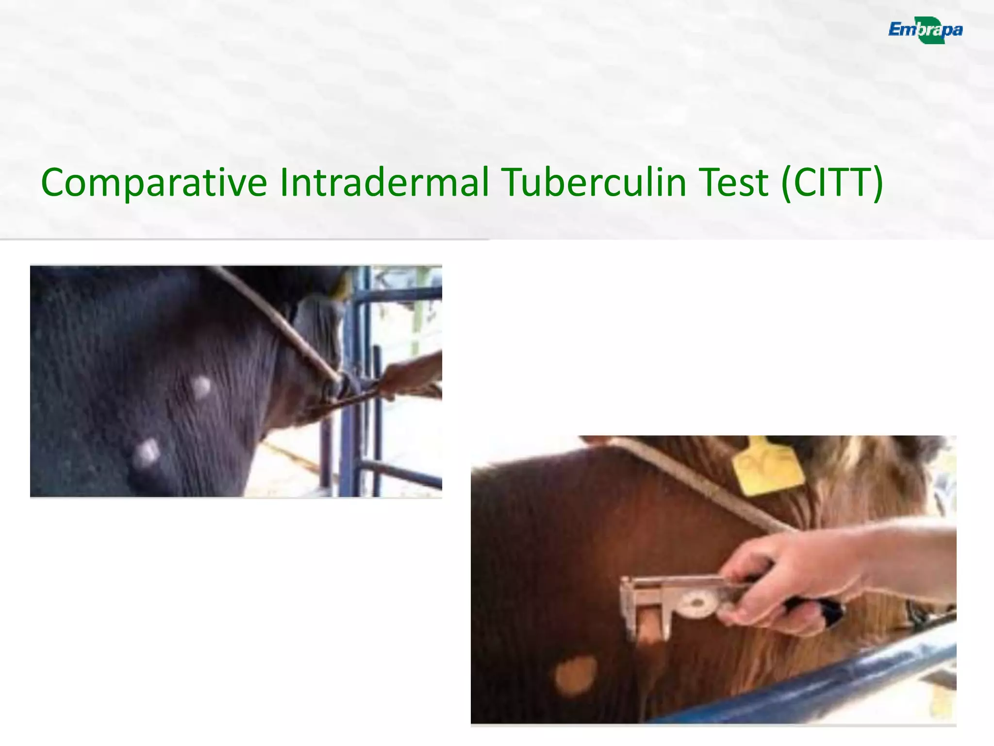 Diagnostic tools to detect pathogens causing tuberculosis in cattle and ...