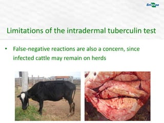 Diagnostic tools to detect pathogens causing tuberculosis in cattle and ...