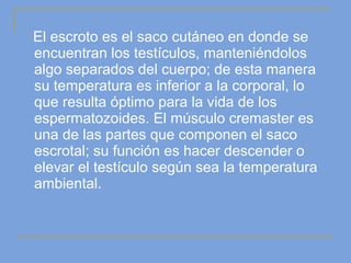 Aparato Reproductor Masculino | PPT