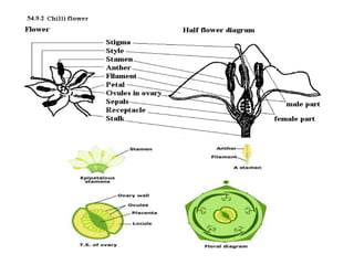 Floral biology of Chilli, Brinjal & Okra | PPTX