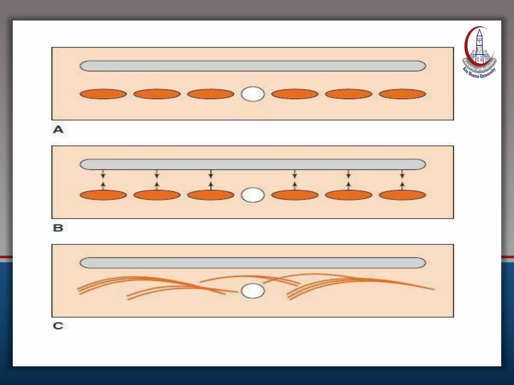 3_Flowcytometry_31روعة_Assessment_of_Immune_Functions_2021_2022.pdf