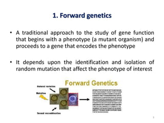 Forward and reverse genetics | PPTX