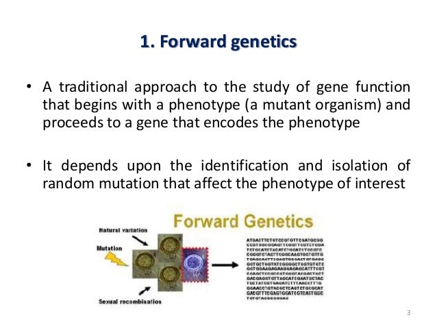 Forward and reverse genetics