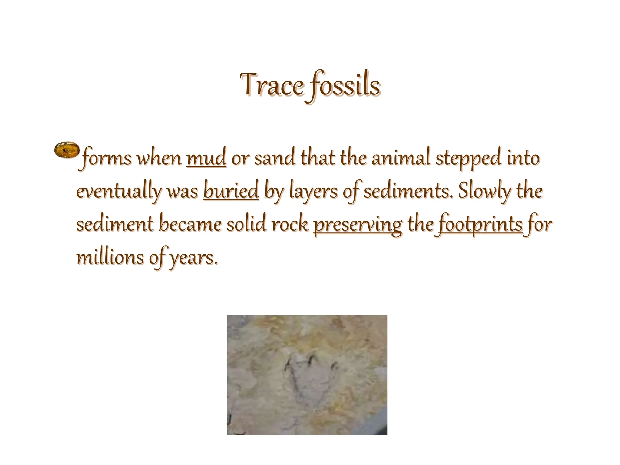 3 Fossils PowerPoint.ppt