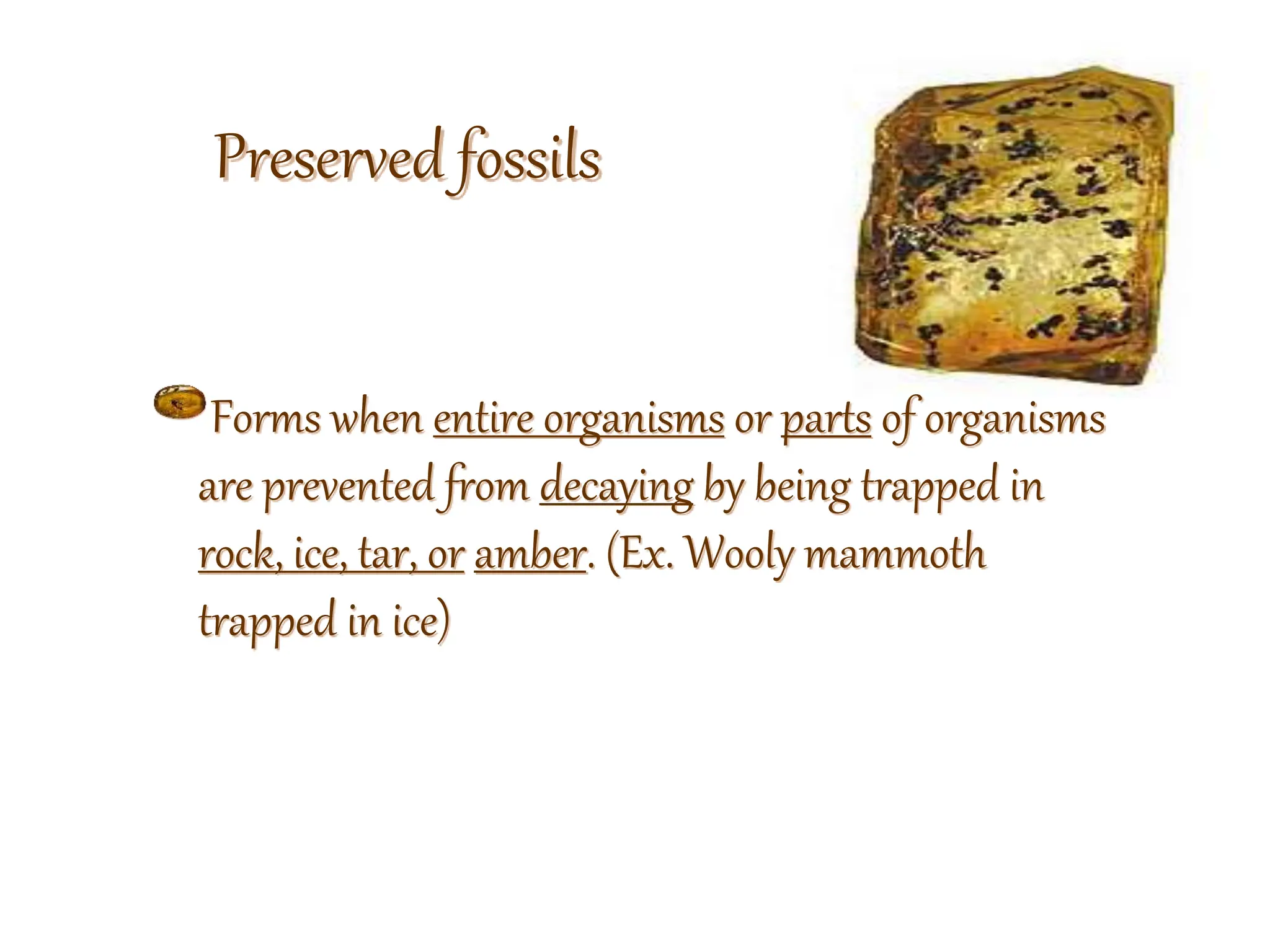 3 Fossils PowerPoint.ppt