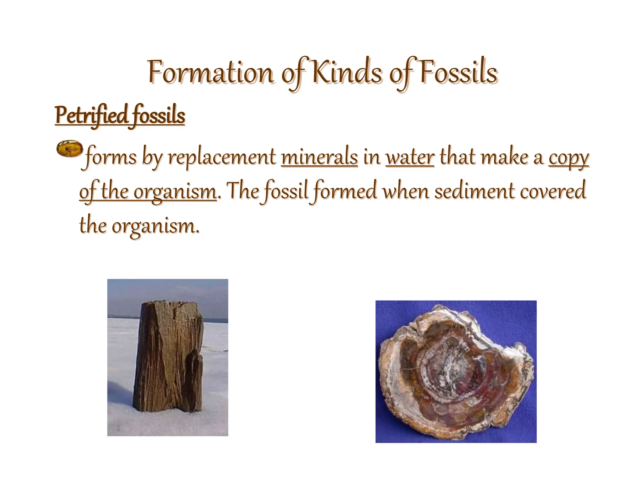 3 Fossils PowerPoint.ppt