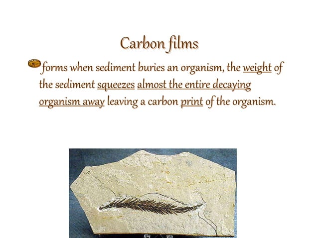 3 Fossils PowerPoint.ppt