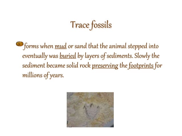 3 Fossils PowerPoint.ppt