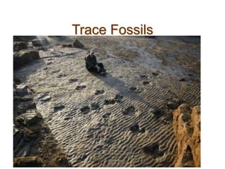3 Fossils PowerPoint.ppt