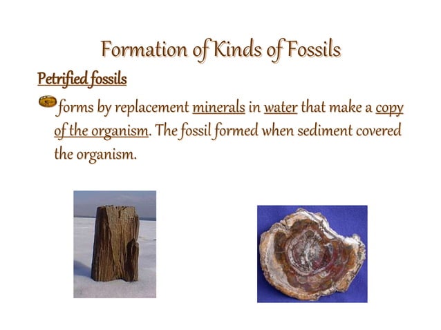 3 Fossils PowerPoint.ppt
