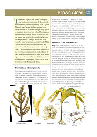 Brown Algae Under Microscope Labeled