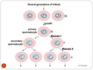3_GAMETOGENESIS,_FERTILIZATION,[1].pptx