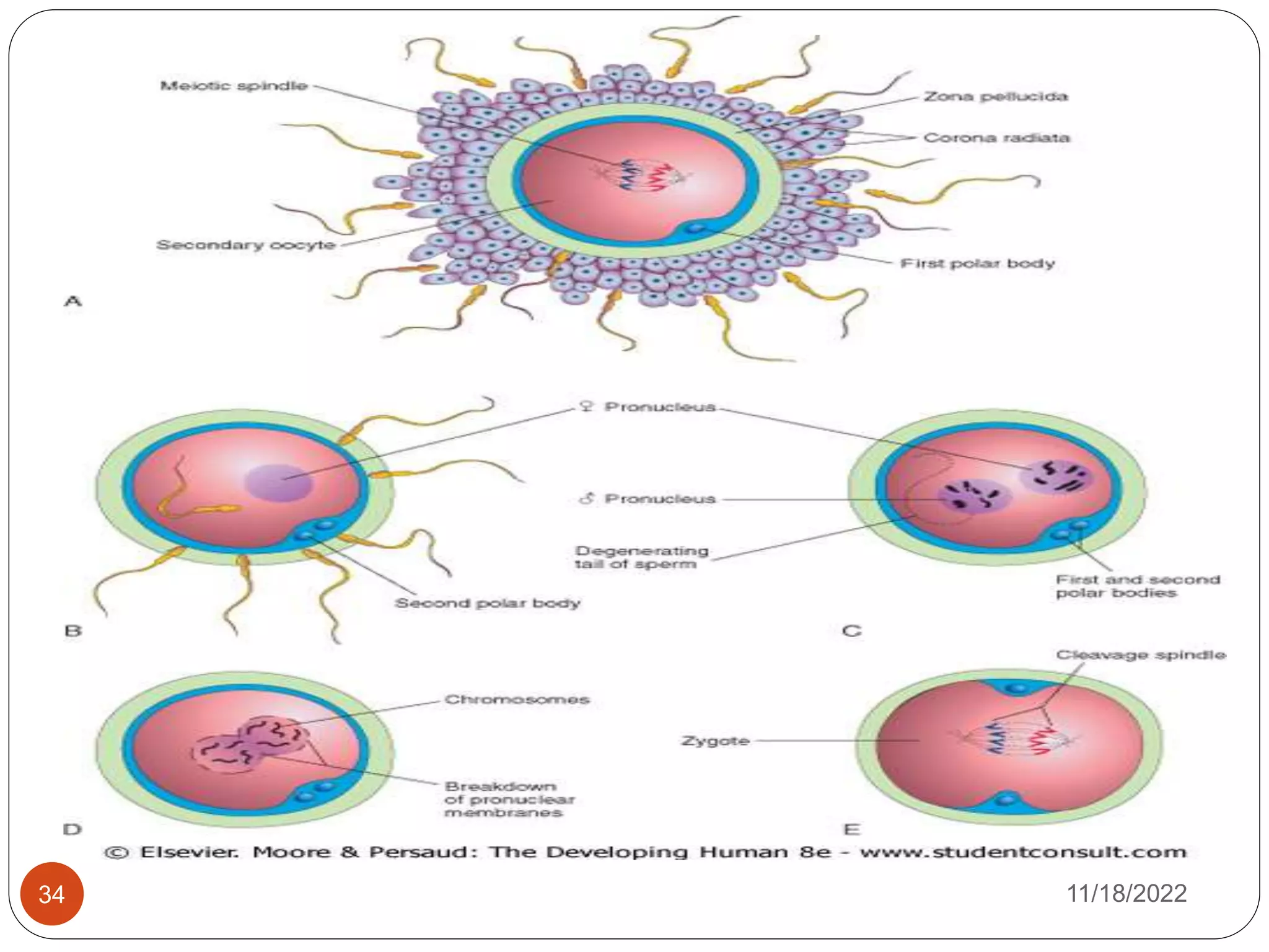 3_GAMETOGENESIS,_FERTILIZATION,[1].pptx