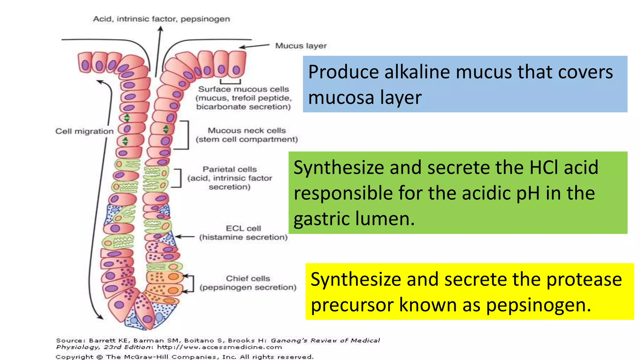 3 a gastric secretion and its regulation | PPTX