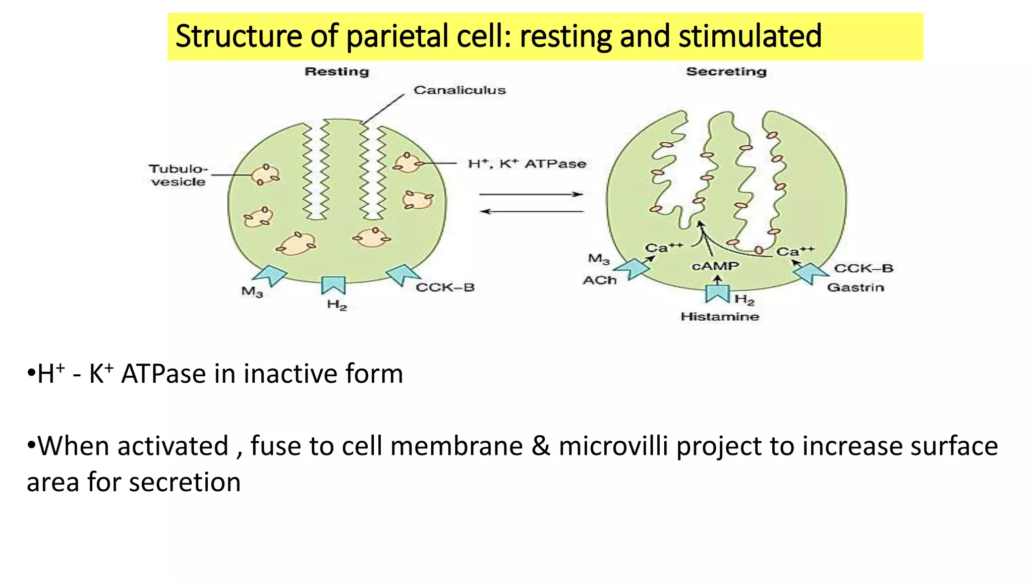 3 a gastric secretion and its regulation | PPTX