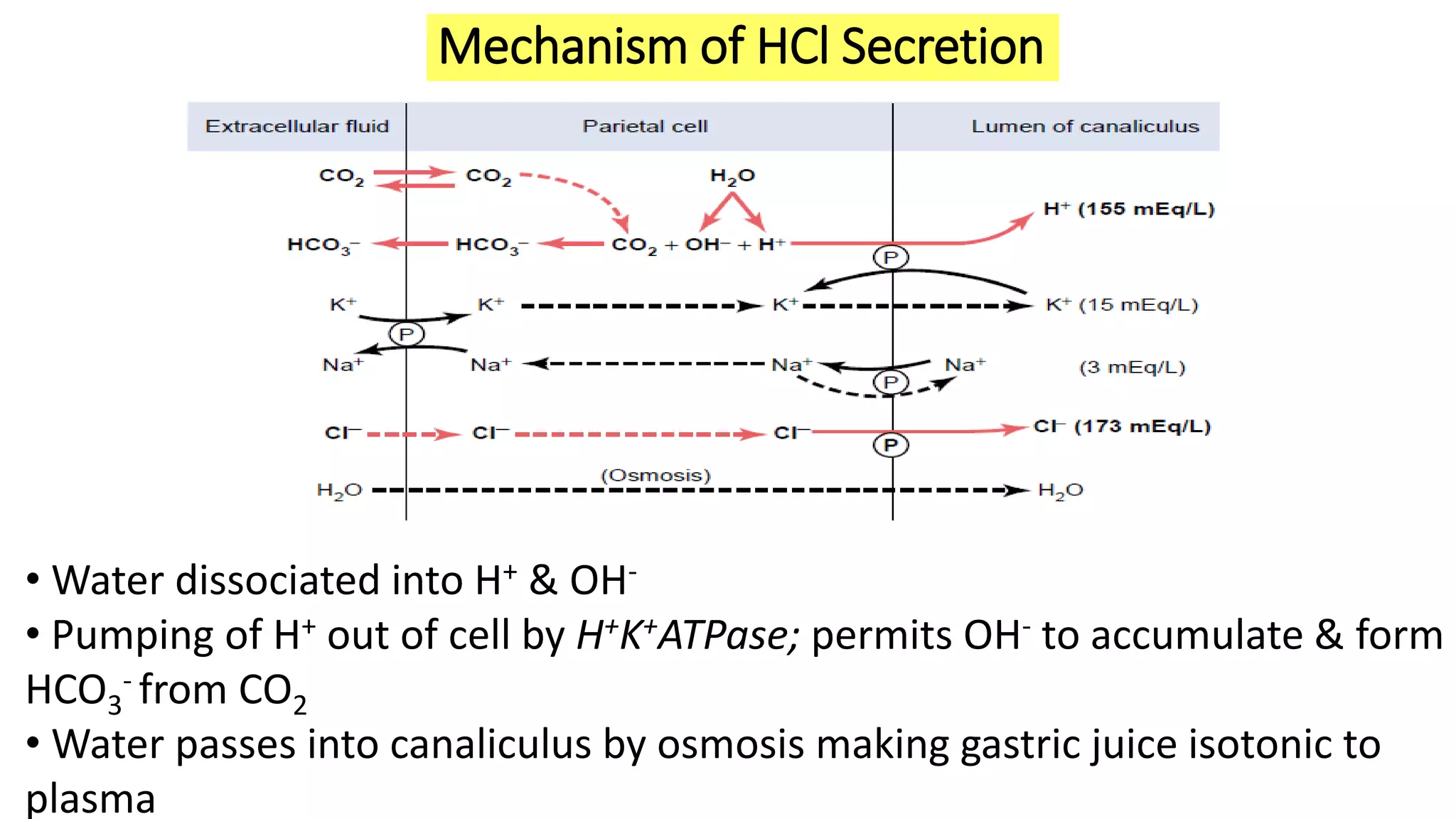 3 a gastric secretion and its regulation | PPTX