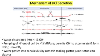 3 a gastric secretion and its regulation | PPTX | Endocrine and ...