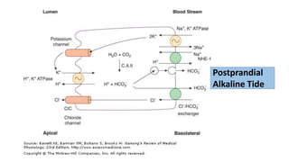3 a gastric secretion and its regulation | PPTX
