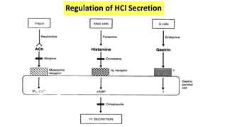 3 a gastric secretion and its regulation | PPTX