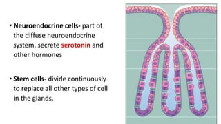 3 a gastric secretion and its regulation | PPTX