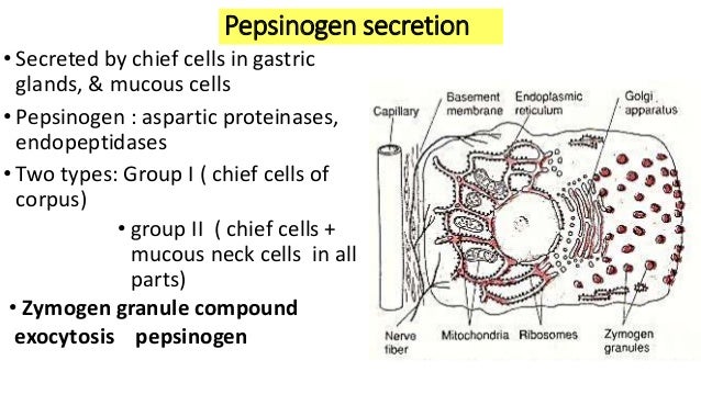 Pepsinogen