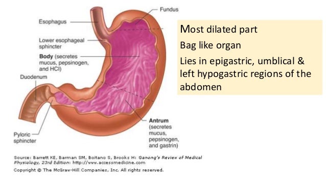 3 a gastric secretion and its regulation