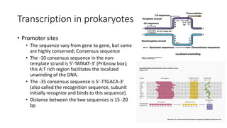 3 Gene expression.pdf
