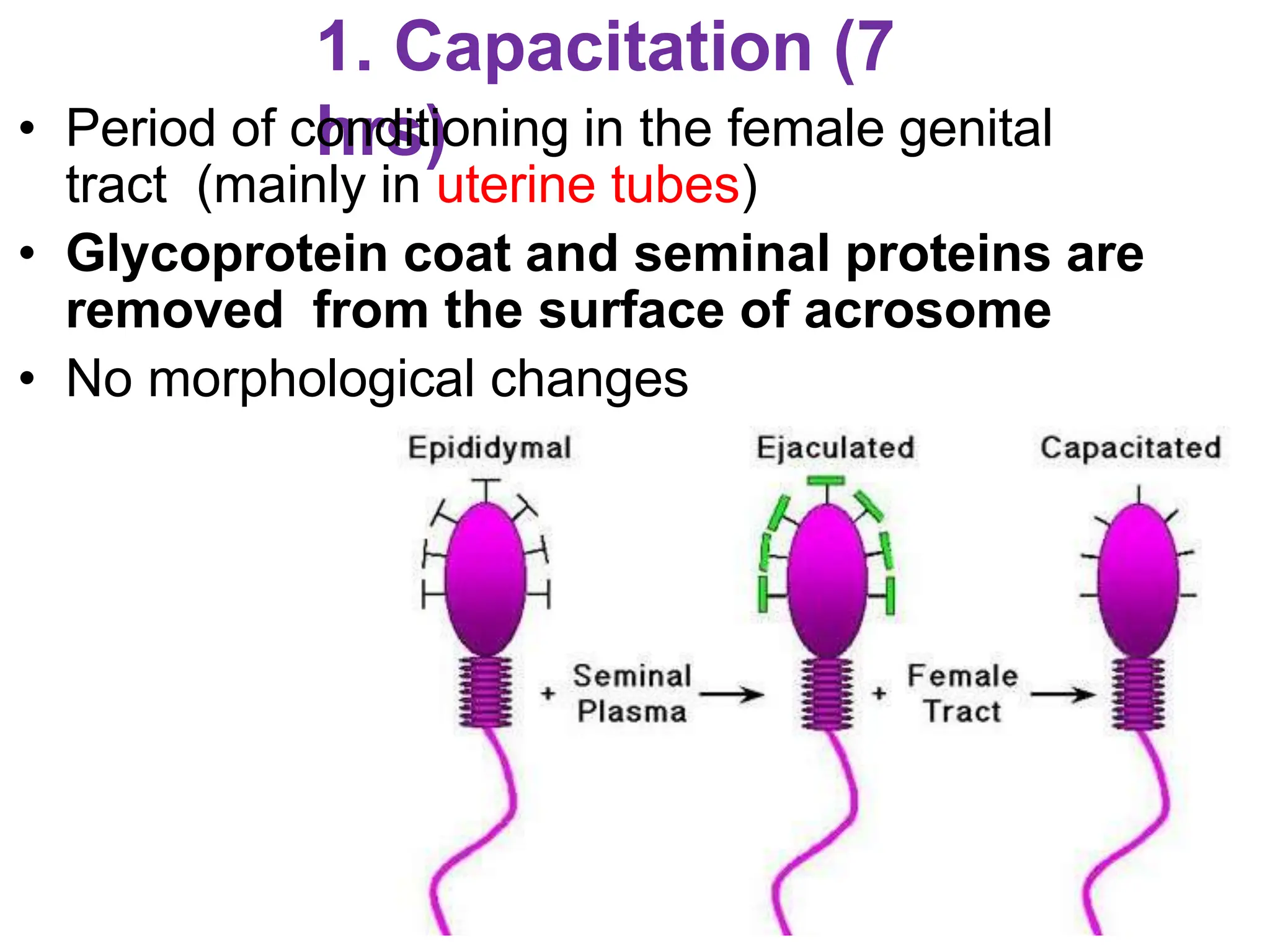 3 GEN EMBRYOLOGY third Week 3 germ layer .pptx