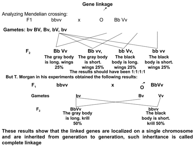 genetics.ppt mendelian law and chromosomal disorders | PPT
