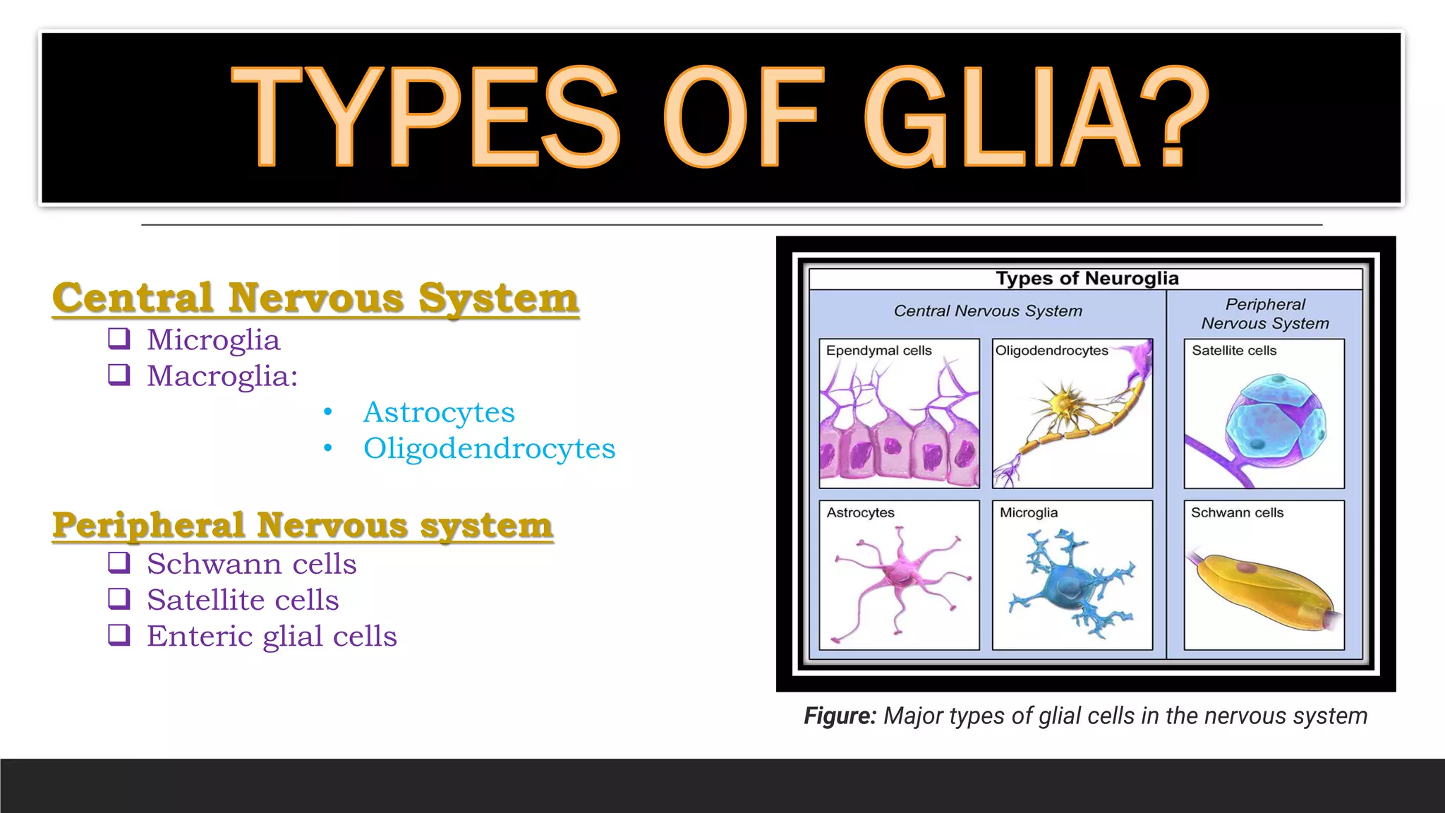 Glia Cells.pdf