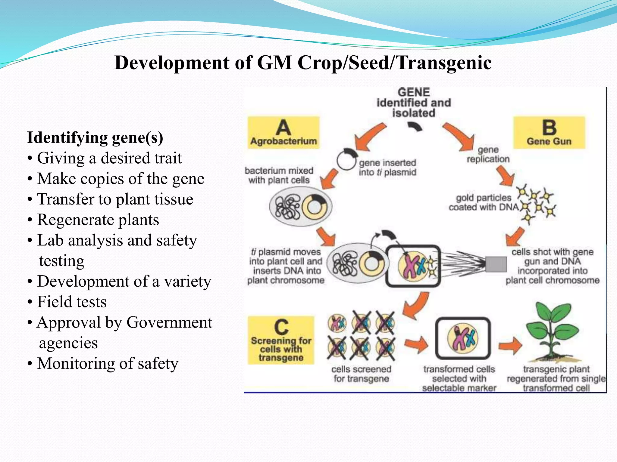 Genetically modified seeds and their detection techniques. | PPTX