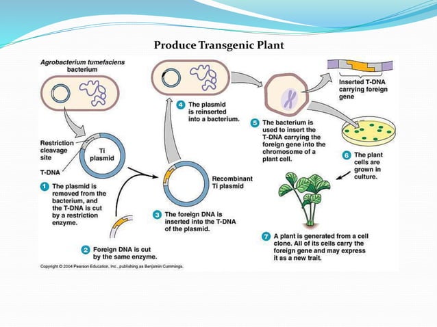 Genetically modified seeds and their detection techniques. | PPTX ...