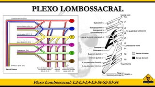 Plexo Lombossacral - Prof. Rogério Gozzi | PPTX