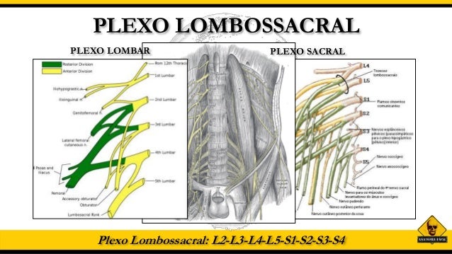 Plexo Lombossacral - Prof. Rogério Gozzi