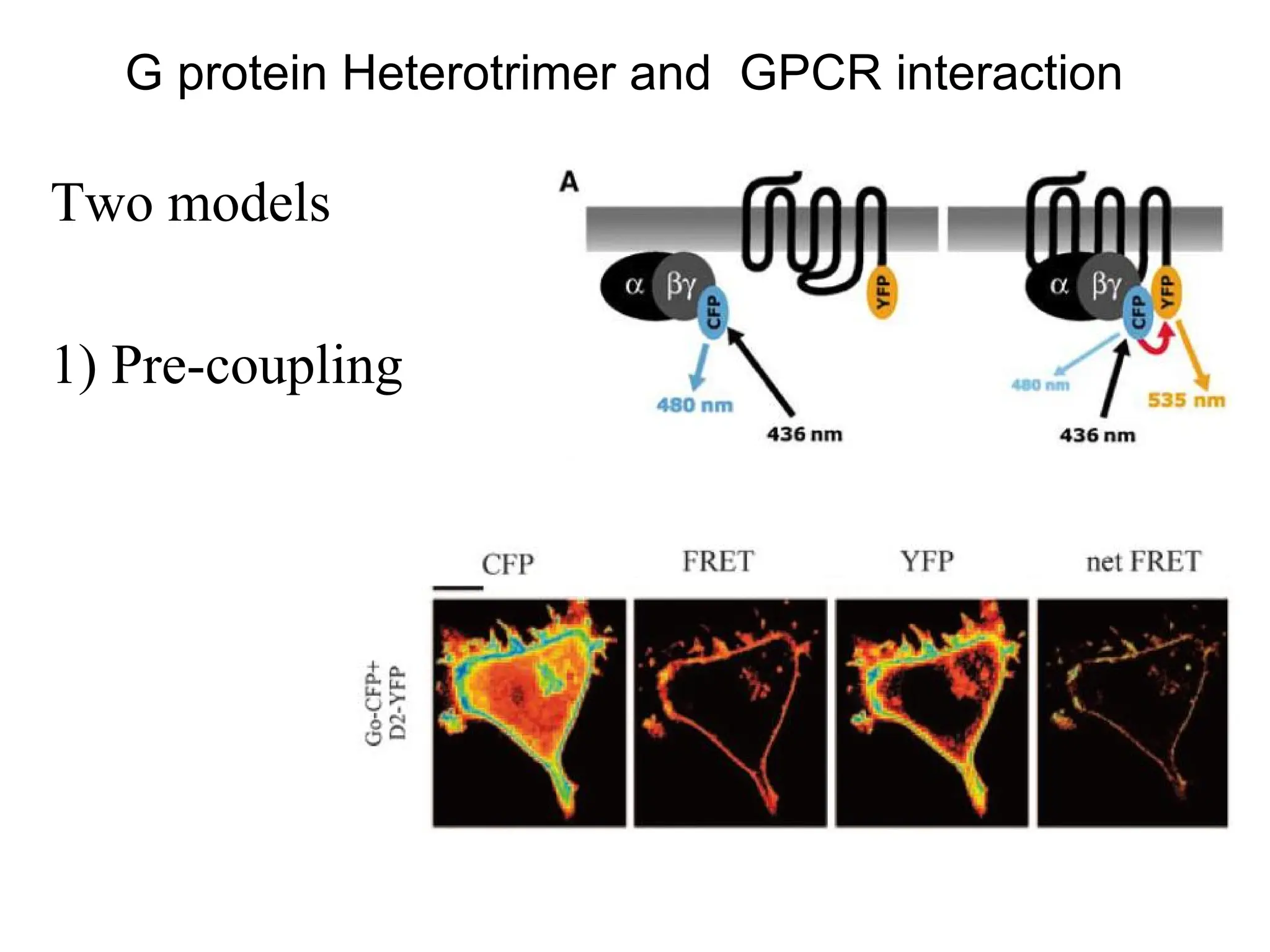 3 GPCR signaling.pdfG-coupled receptors play a significant role in cell ...