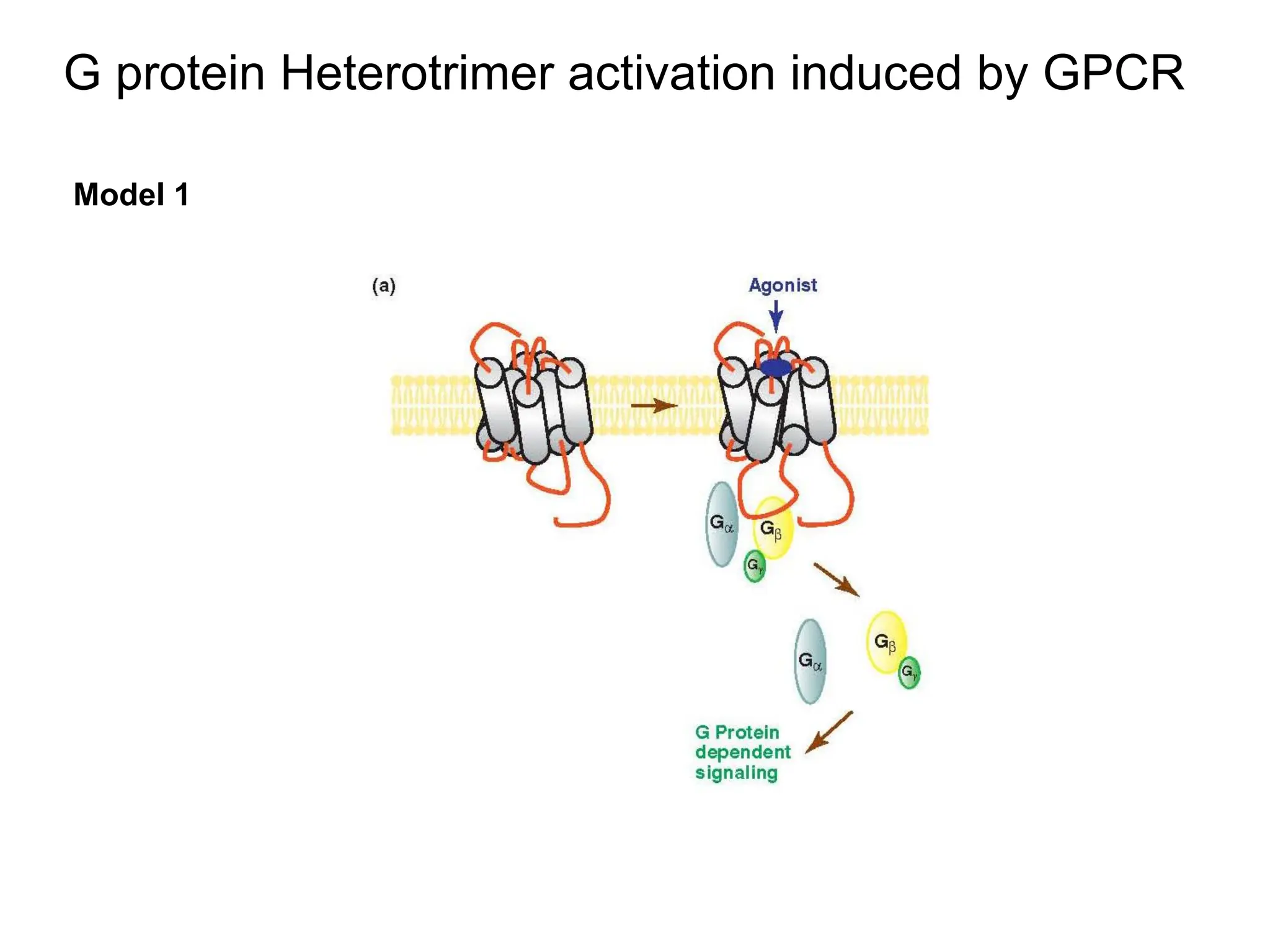 3 GPCR signaling.pdfG-coupled receptors play a significant role in cell ...