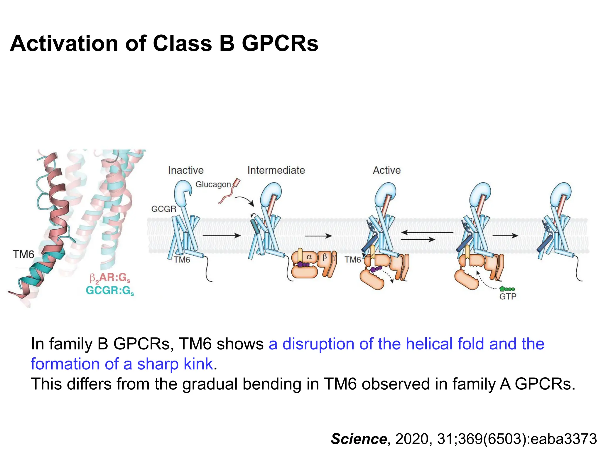 3 GPCR signaling.pdfG-coupled receptors play a significant role in cell ...