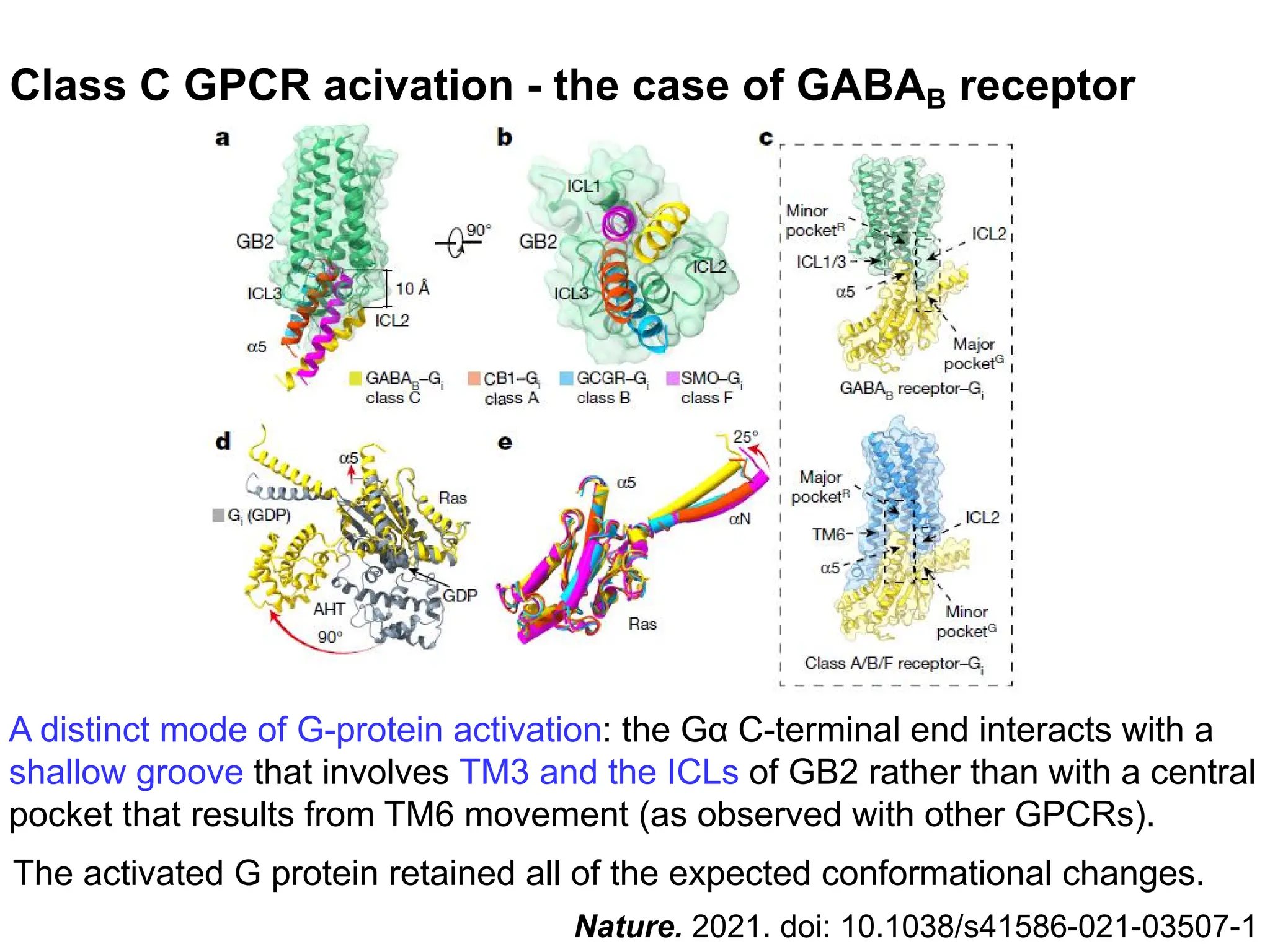 3 GPCR signaling.pdfG-coupled receptors play a significant role in cell ...