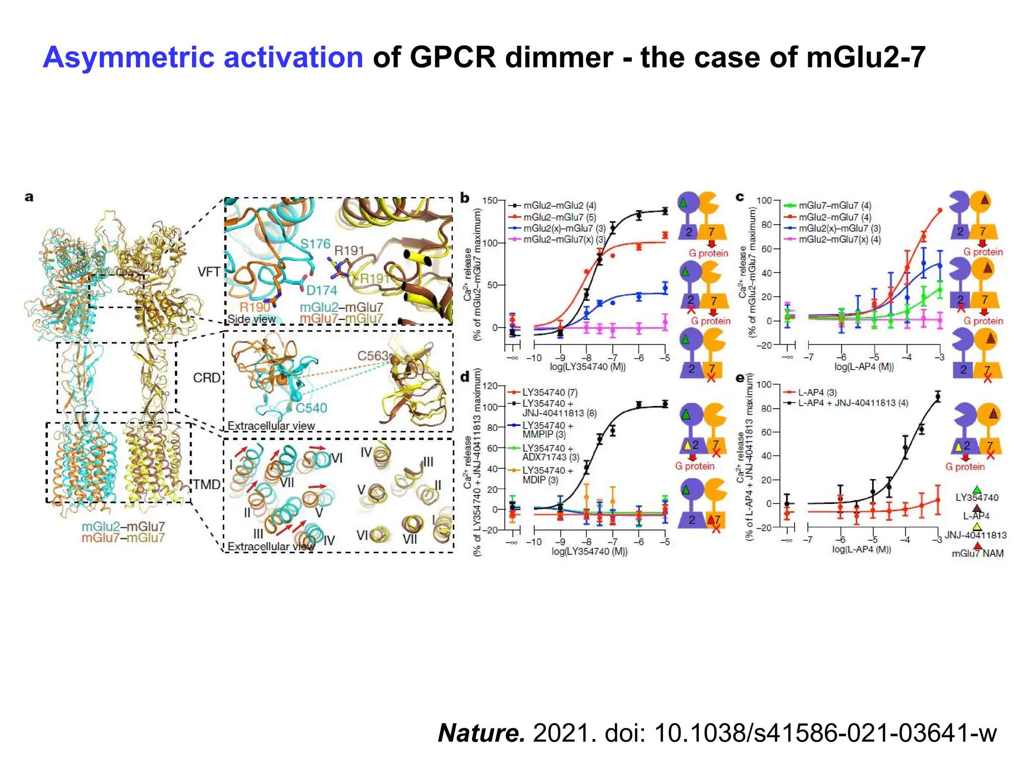3 GPCR signaling.pdfG-coupled receptors play a significant role in cell ...