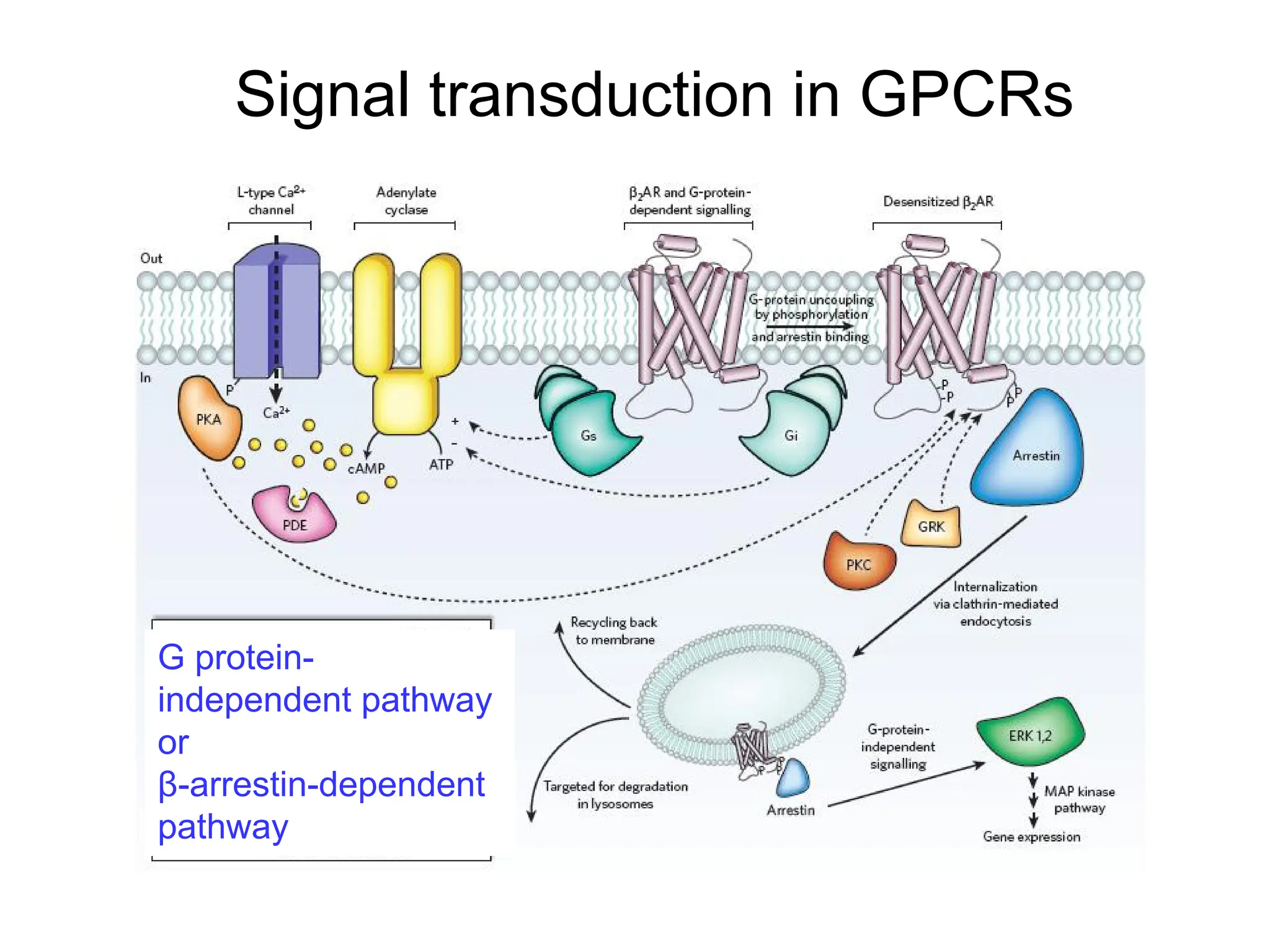 3 GPCR signaling.pdfG-coupled receptors play a significant role in cell signaling | PDF ...
