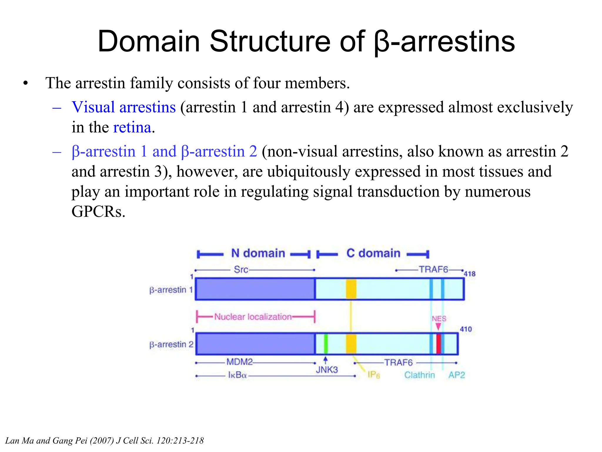 3 GPCR signaling.pdfG-coupled receptors play a significant role in cell ...