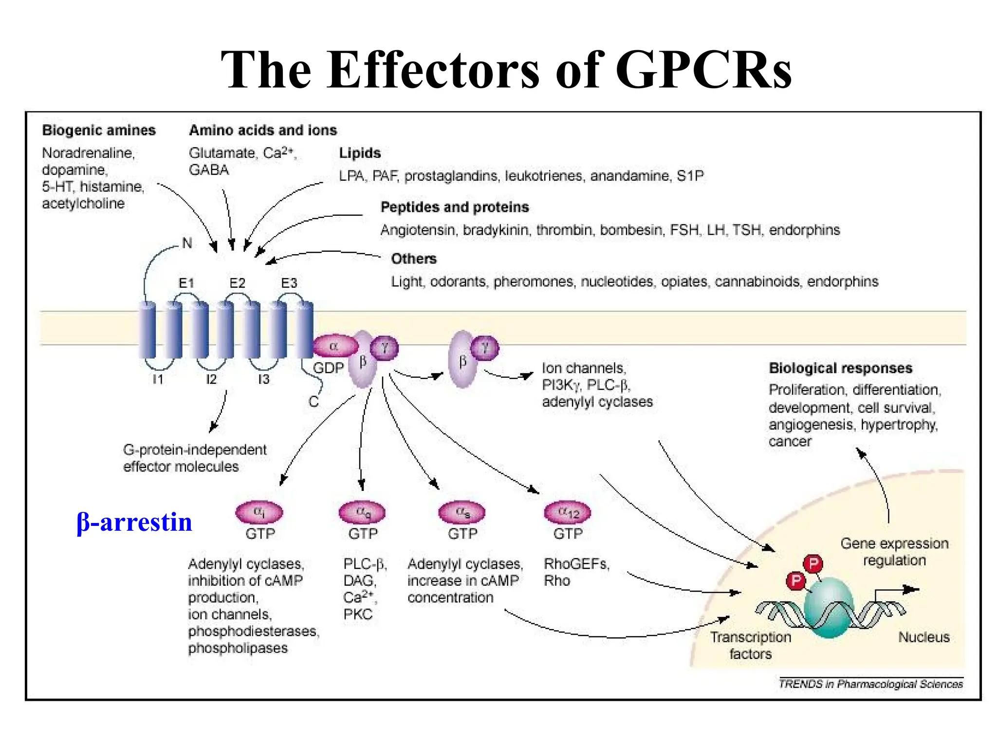 3 GPCR signaling.pdfG-coupled receptors play a significant role in cell ...